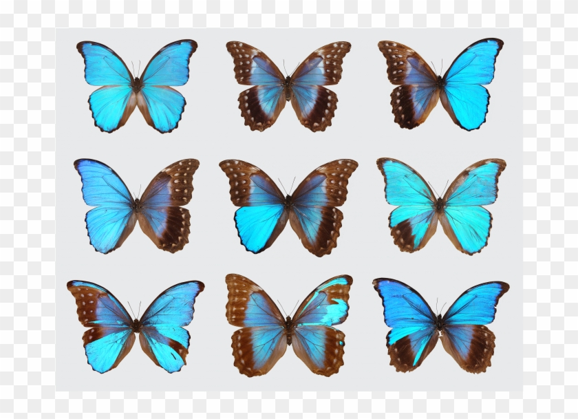 Gynandromorph Butterflies - Introduction To Genetic Analysis + Ebook ...